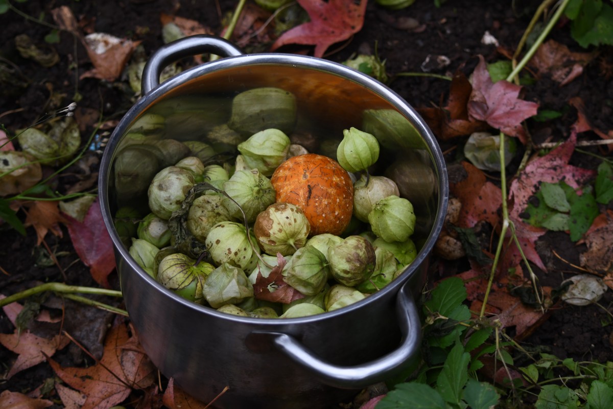 PCUN – Drea Secchi